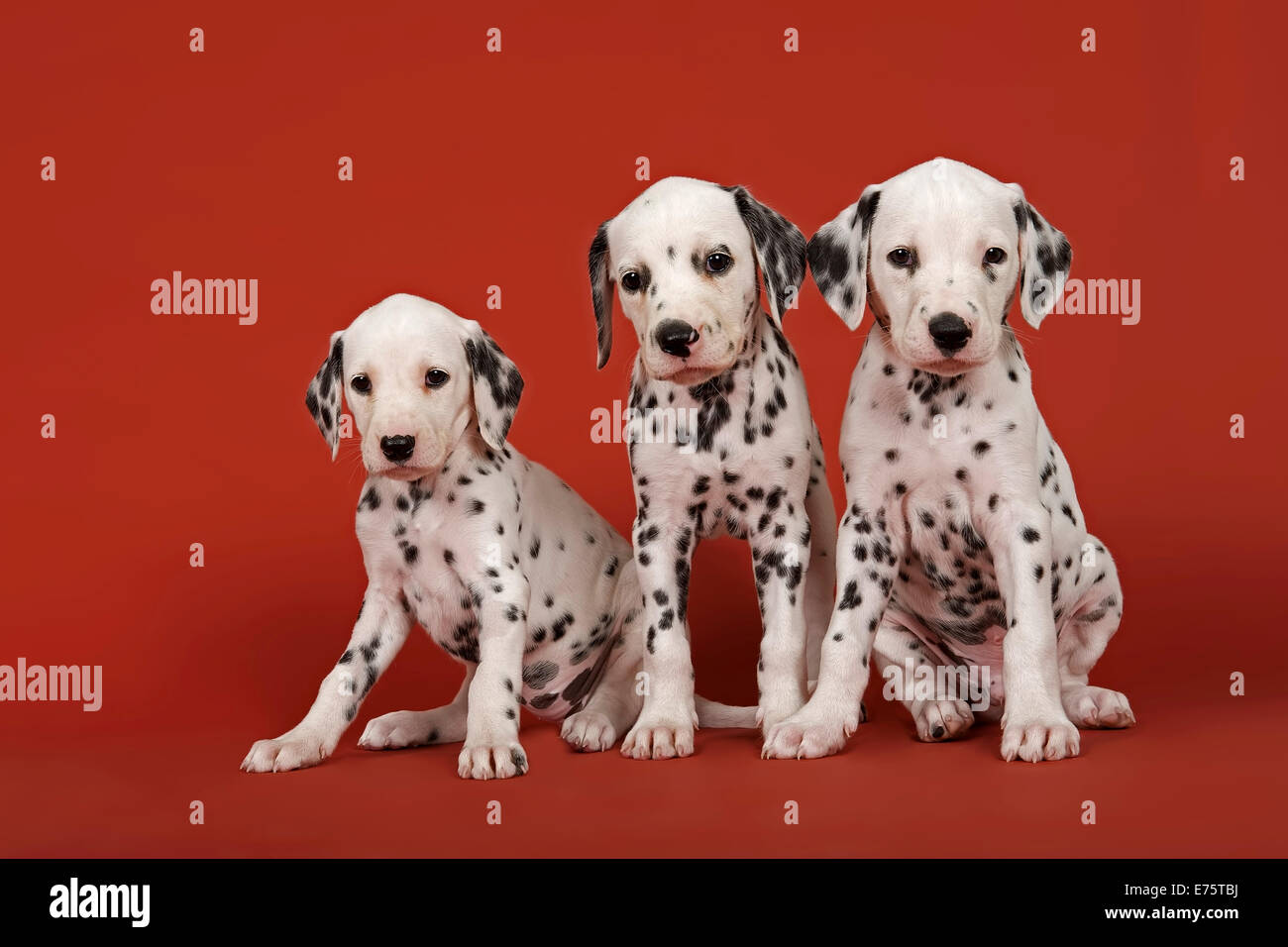 Three Dalmatian puppies, 6 weeks Stock Photo - Alamy