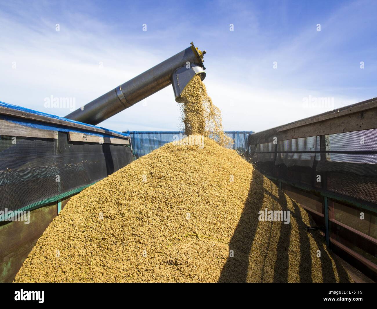 Harvesting rice crop hi-res stock photography and images - Alamy