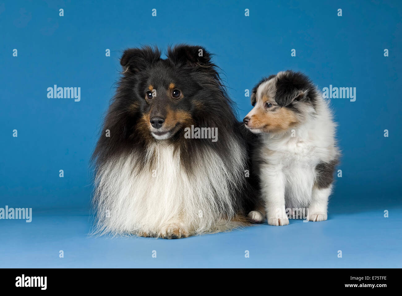 Shetland sheepdog male hi-res stock photography and images - Alamy