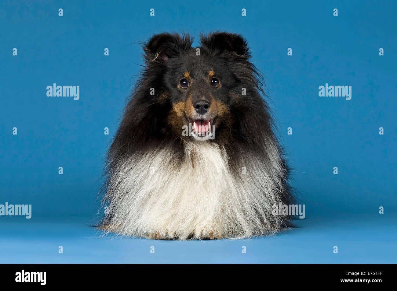 Shetland sheepdog male hi-res stock photography and images - Alamy
