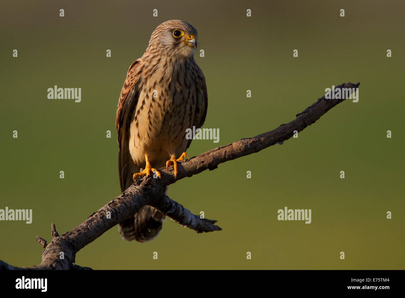 Lesser Kestrel (Falco naumanni), female, Extremadura, Spain Stock Photo ...