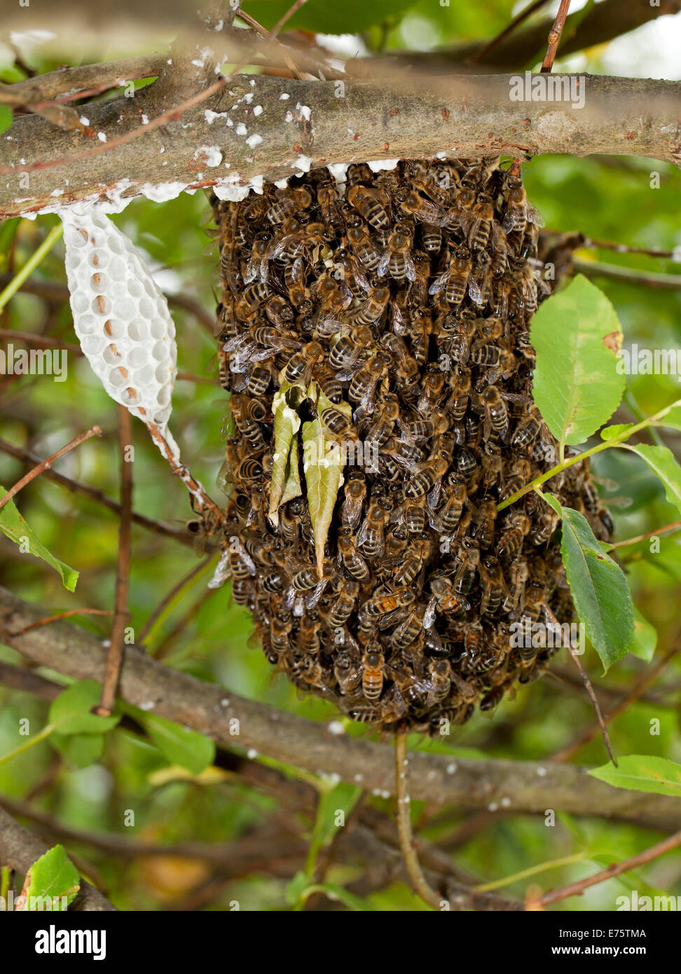 European honey bees hi-res stock photography and images - Alamy
