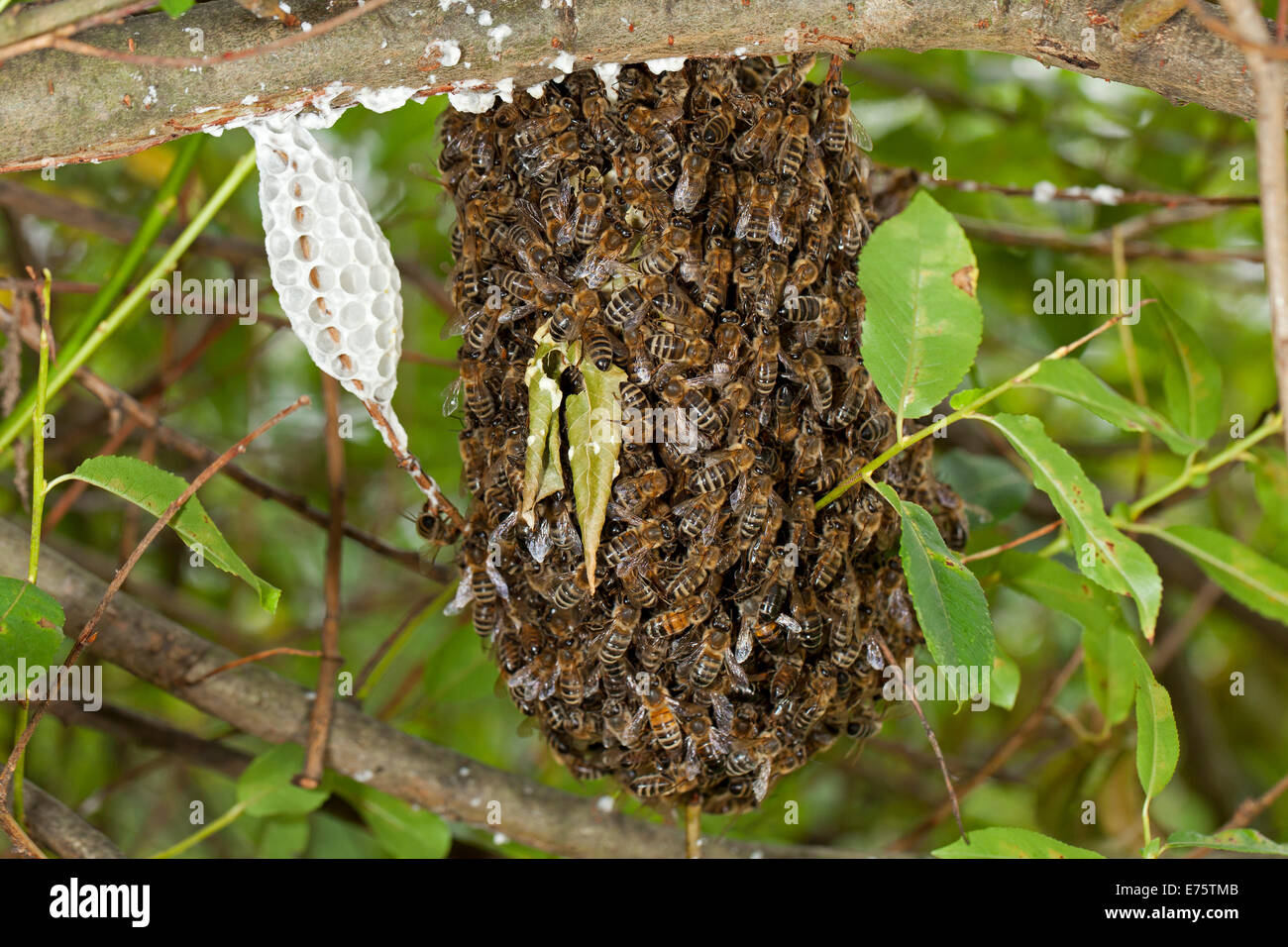 Western Honey Bees or European Honey Bees (Apis mellifera), escaped bee ...
