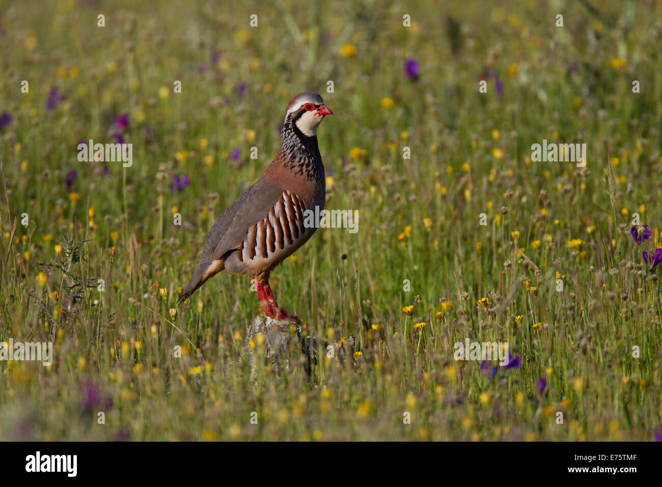 Red legged partridge hi-res stock photography and images - Alamy