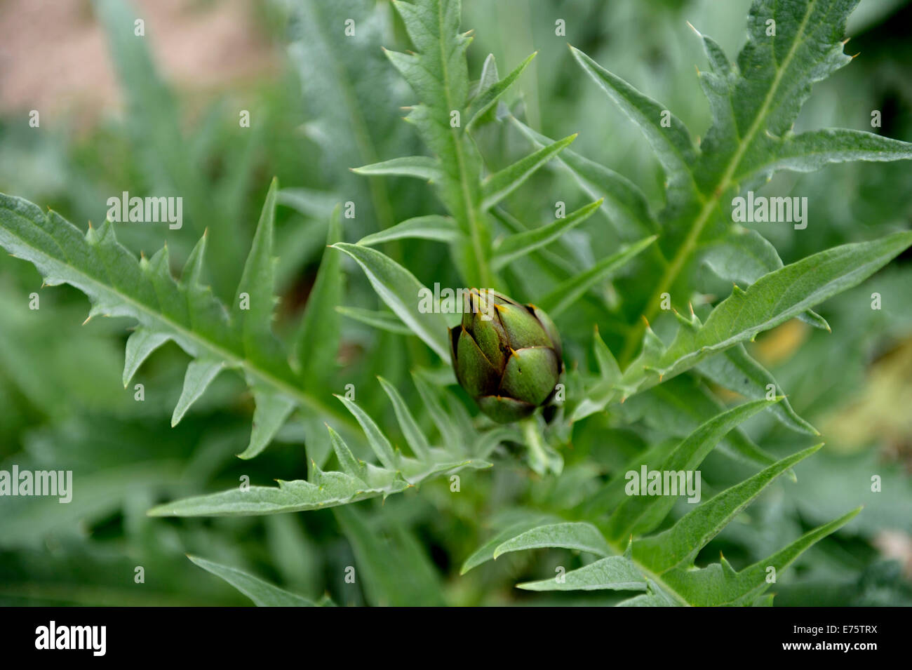 Bud of a Cardoon (Cynara cardunculus Stock Photo - Alamy