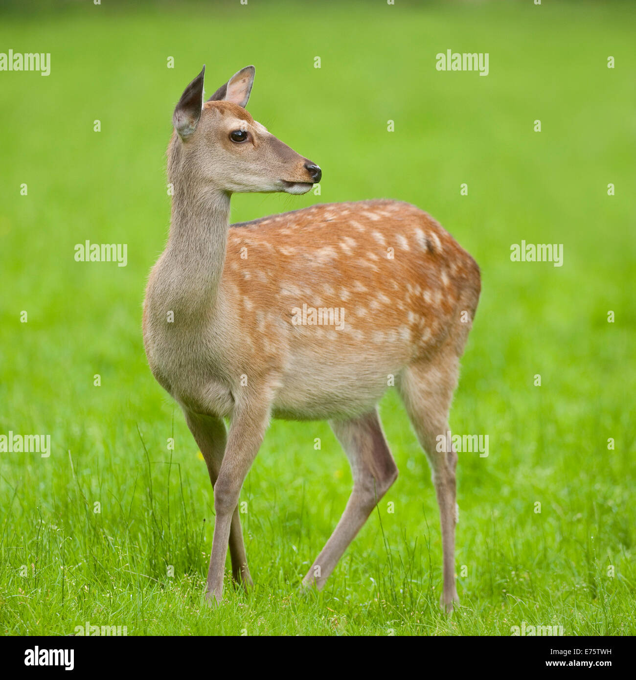 Sika Deer Cervus Nippon Female High Resolution Stock Photography and ...