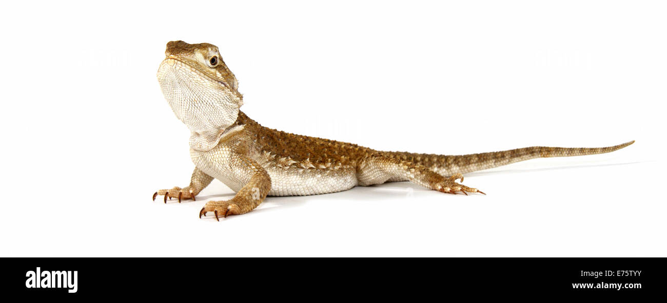 Dwarf Bearded Dragon (Pogona minor Stock Photo - Alamy