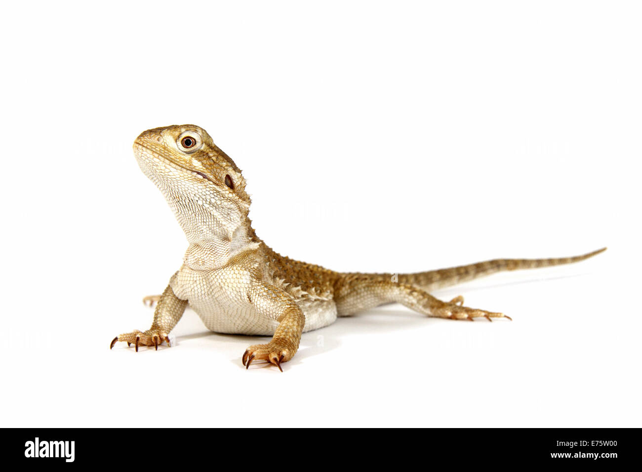 Dwarf Bearded Dragon (Pogona minor Stock Photo - Alamy