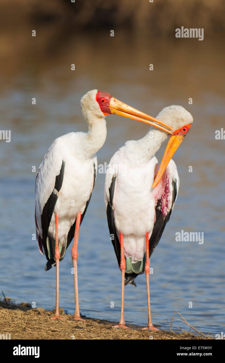 Yellow-billed Stork (Mycteria ibis), pair, male preening the female, at ...