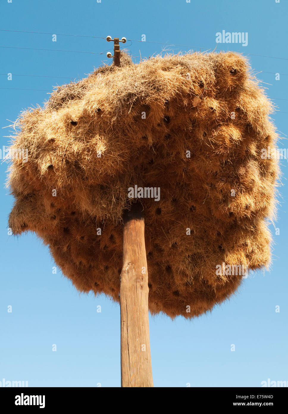 Huge communal nest of Sociable Weavers (Philetairus socius) on a ...