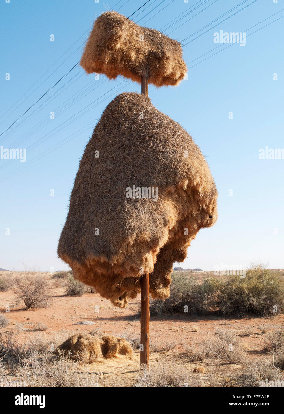 Huge communal nest of Sociable Weavers (Philetairus socius) on a ...