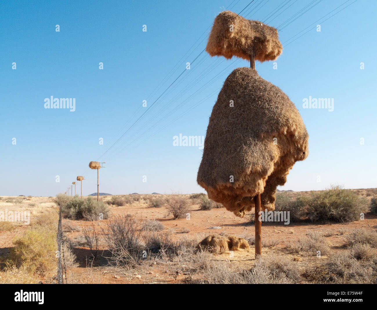 Huge communal nest of Sociable Weavers (Philetairus socius) on a ...