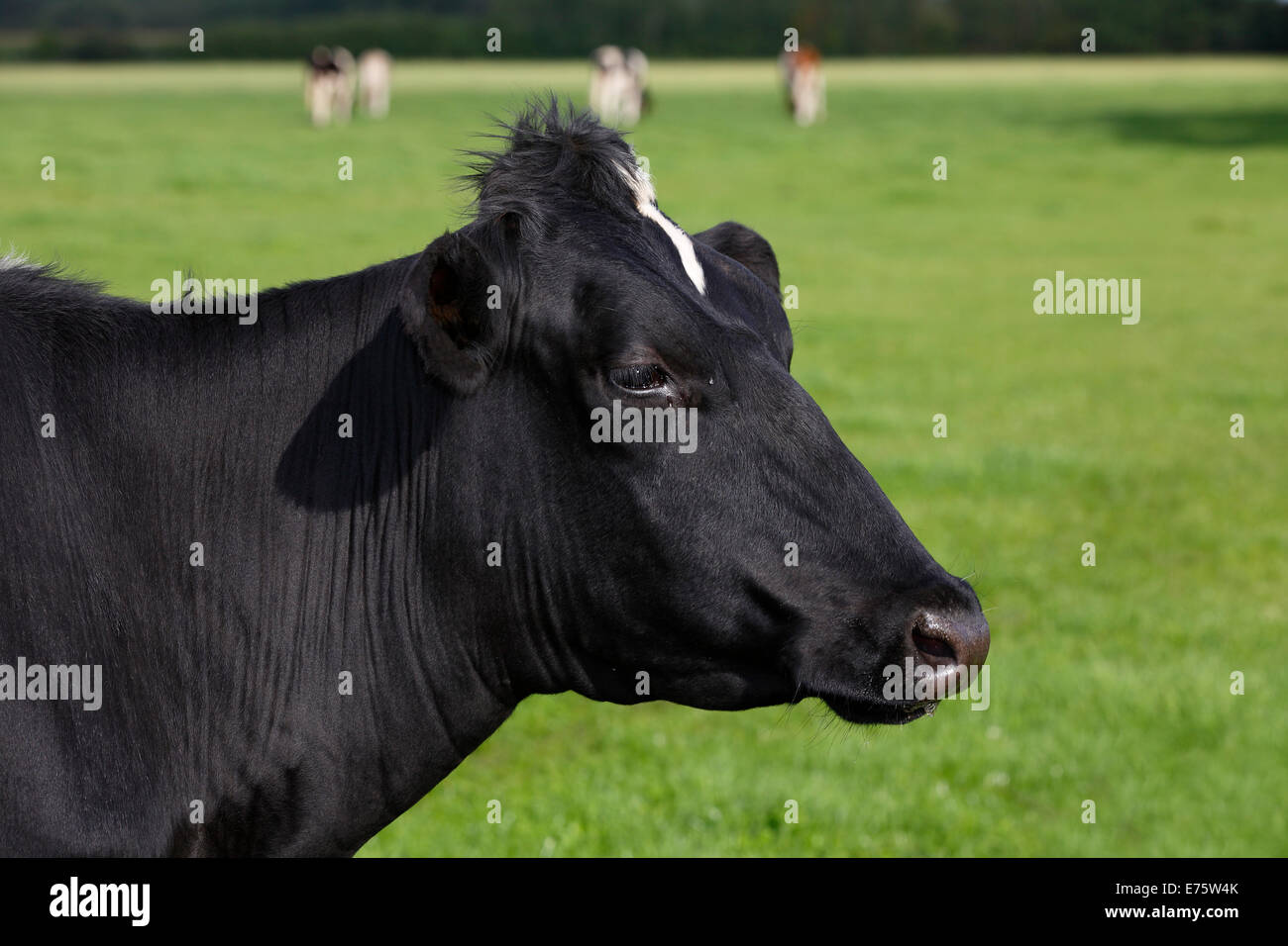 Holstein cow head hi-res stock photography and images - Alamy