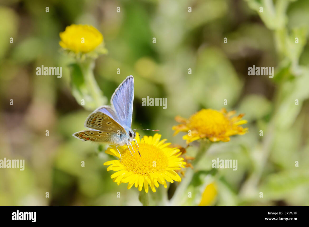 Polyommatus icarus, Male Common Blue butterfly feeding on Fleabane ...