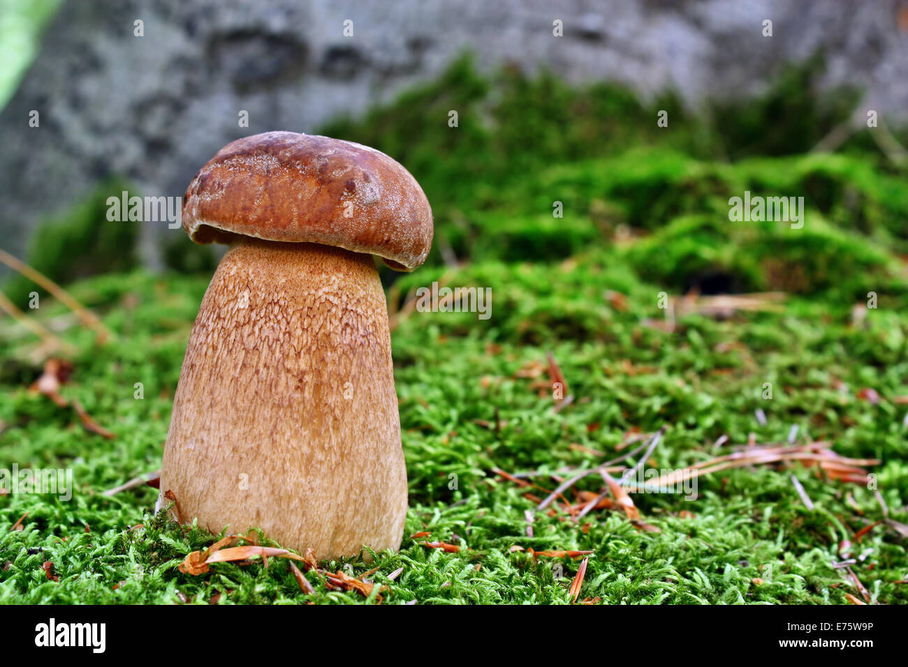 Boletus edible mushroom in the forest Stock Photo - Alamy
