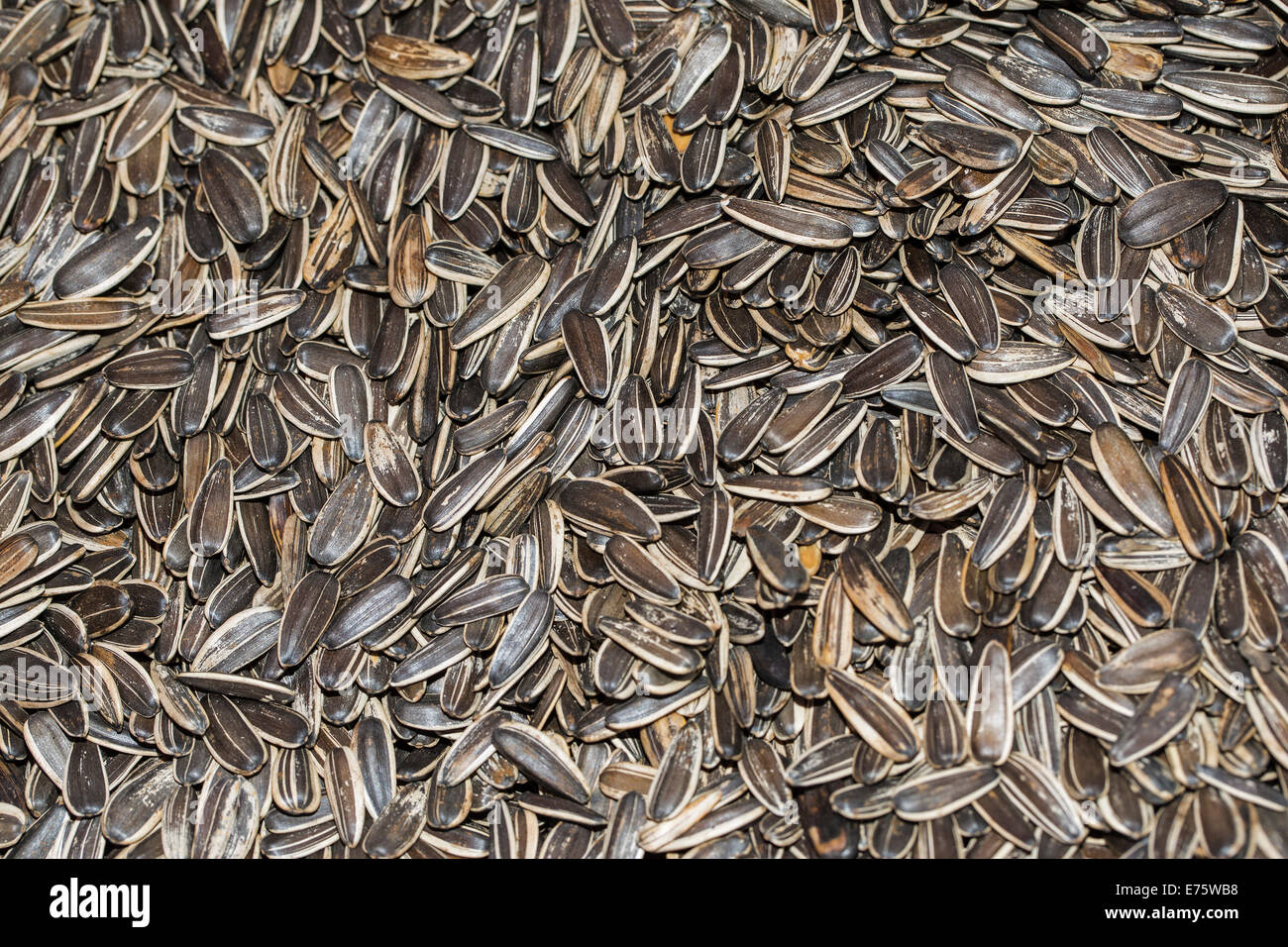 Sunflower seeds in the shell Stock Photo - Alamy