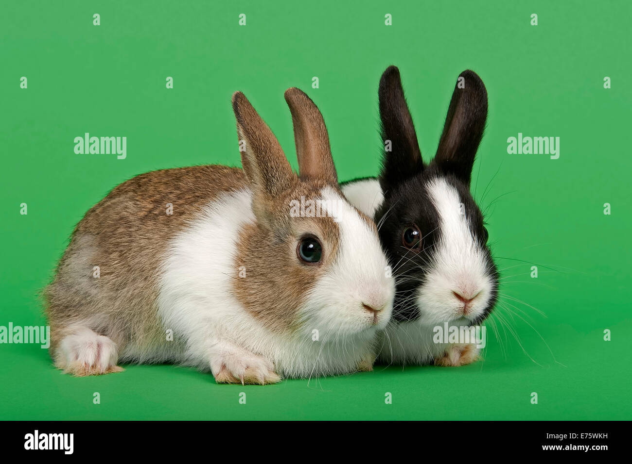 Two white rabbits hi-res stock photography and images - Alamy