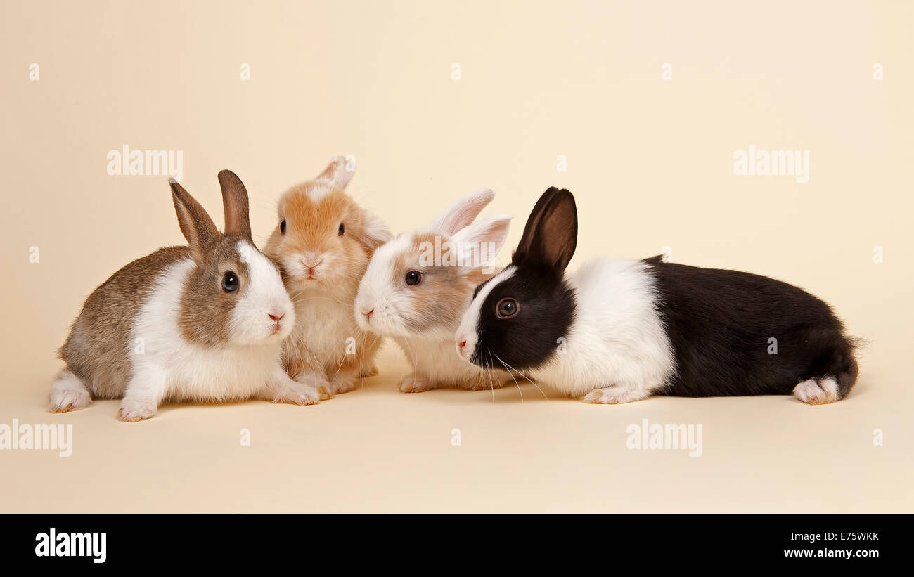 Four Dutch rabbits Stock Photo - Alamy