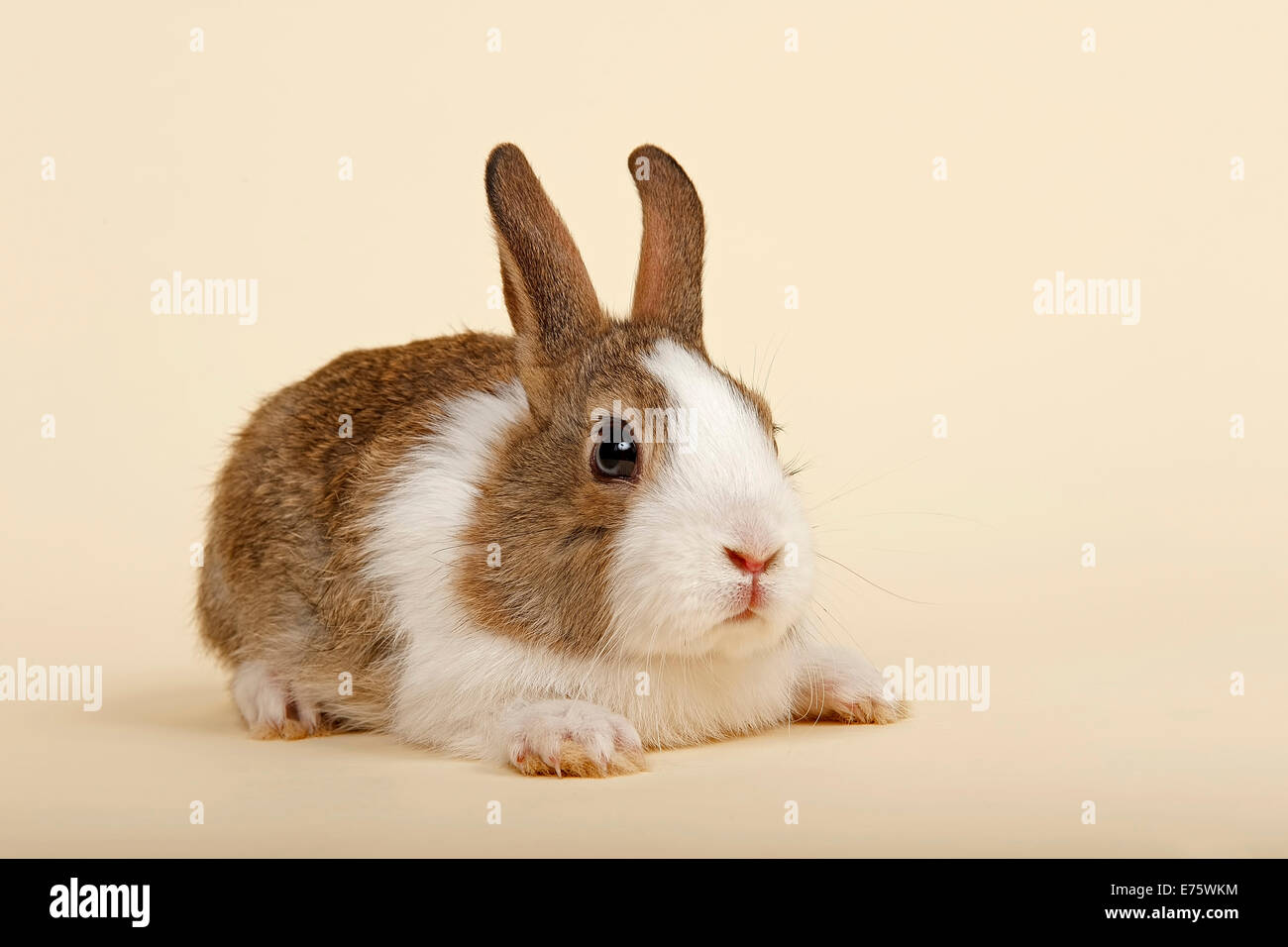 Dutch rabbit, Brown White Stock Photo - Alamy