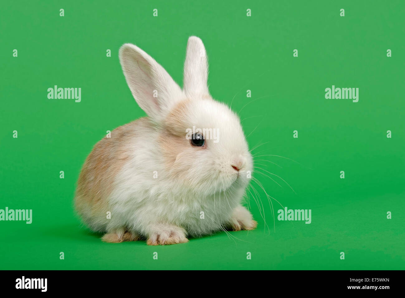 Dutch Rabbit High Resolution Stock Photography and Images - Alamy
