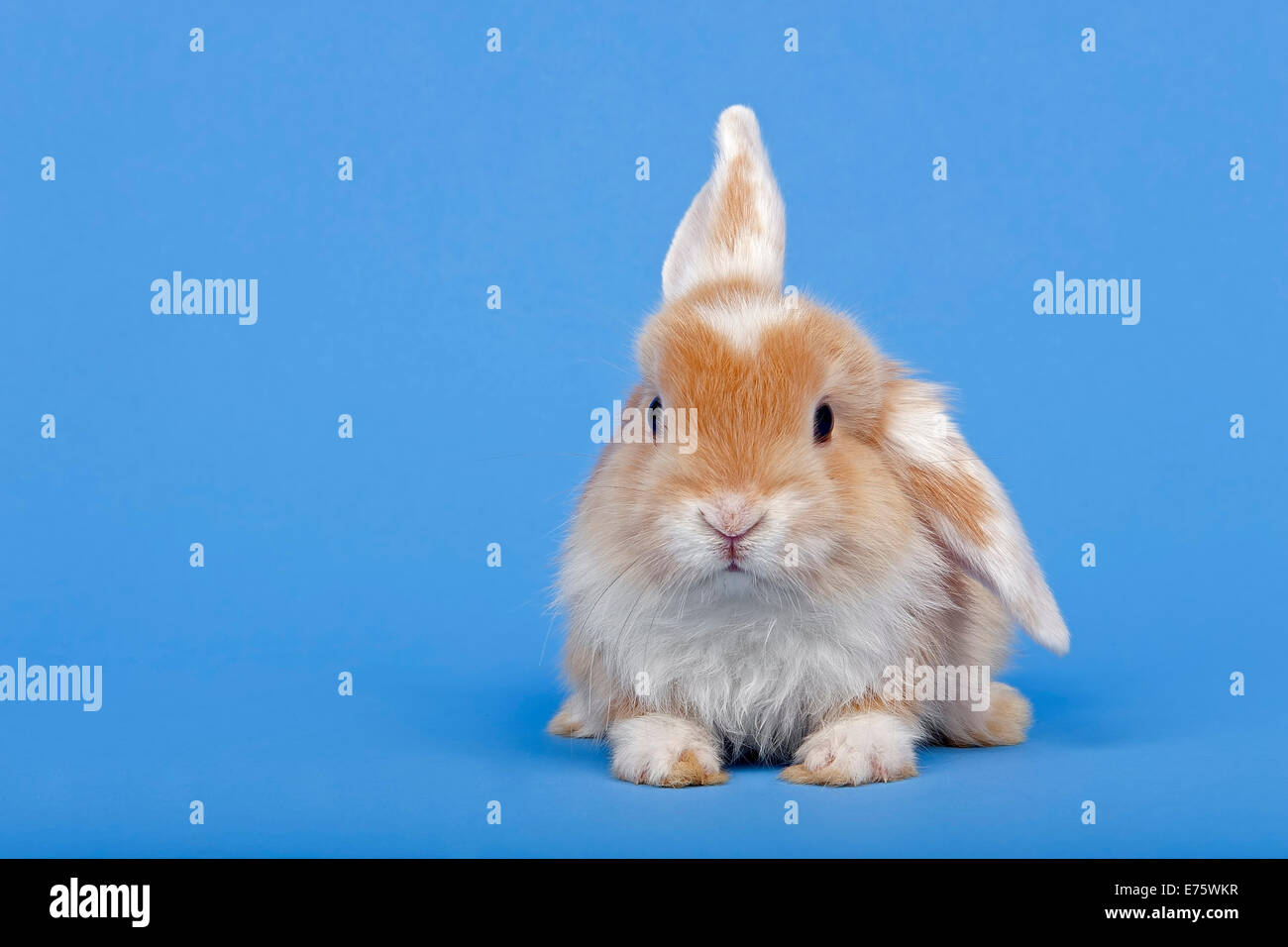 Dutch rabbit hi-res stock photography and images - Alamy