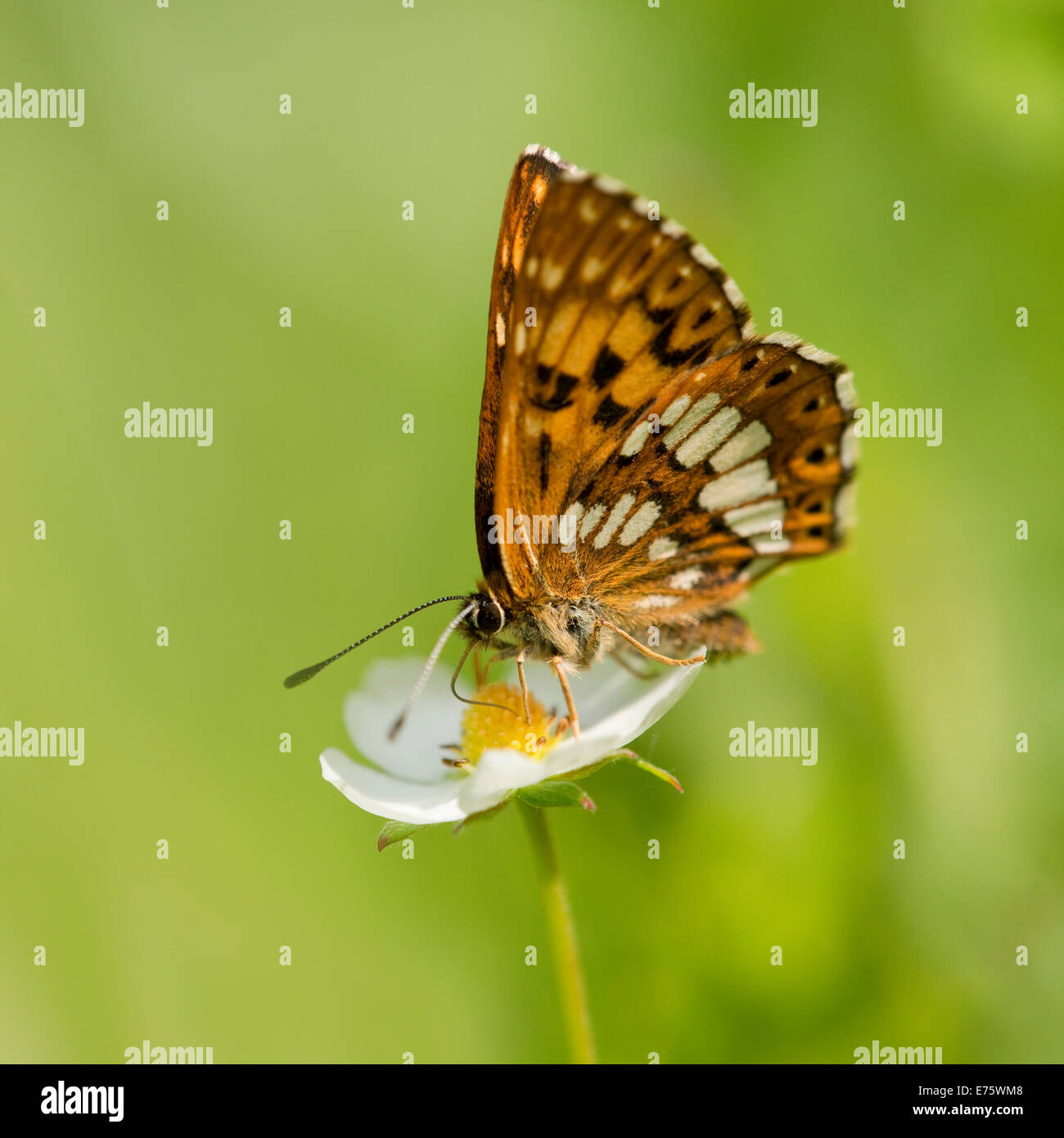 Duke of Burgundy Fritillary (Hamearis lucina), feeding on nectar ...