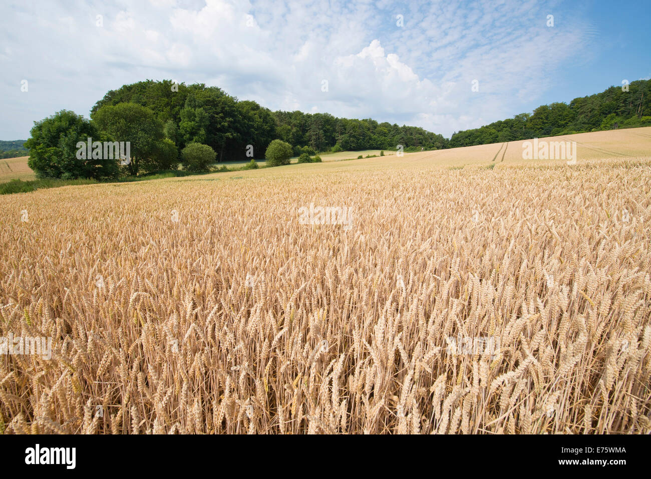 Wheat field, Thuringia, Germany Stock Photo - Alamy