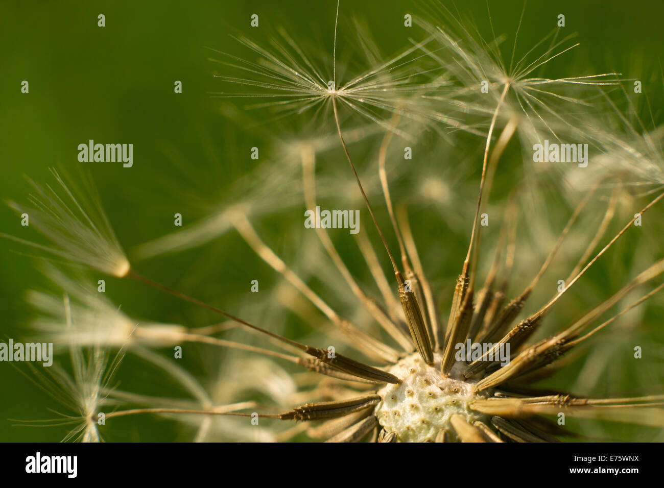 Dandylion Clock High Resolution Stock Photography and Images - Alamy