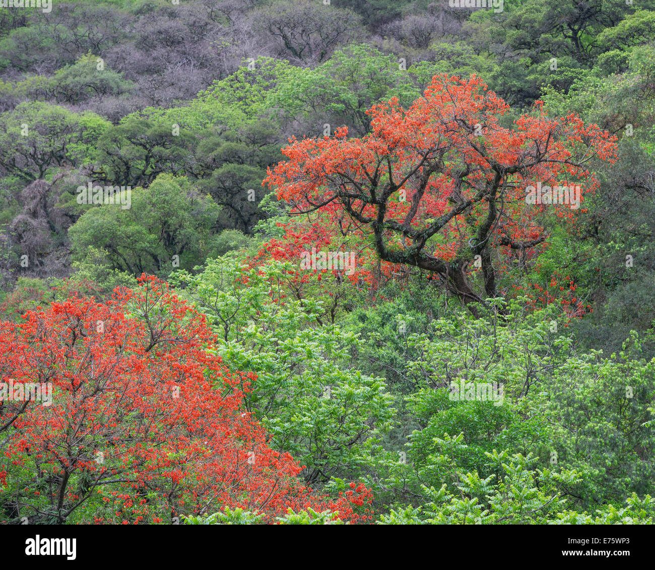 Blooming Cockspur Coral Tree (Erythrina crista-galli), Salta, Argentina ...