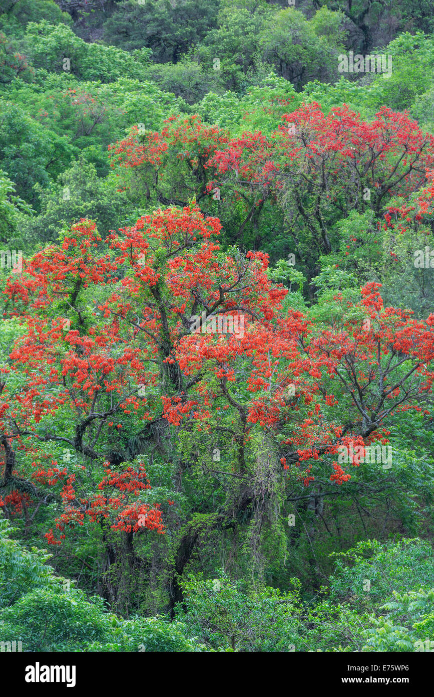 Blooming Cockspur Coral Tree (Erythrina crista-galli), Salta, Argentina ...