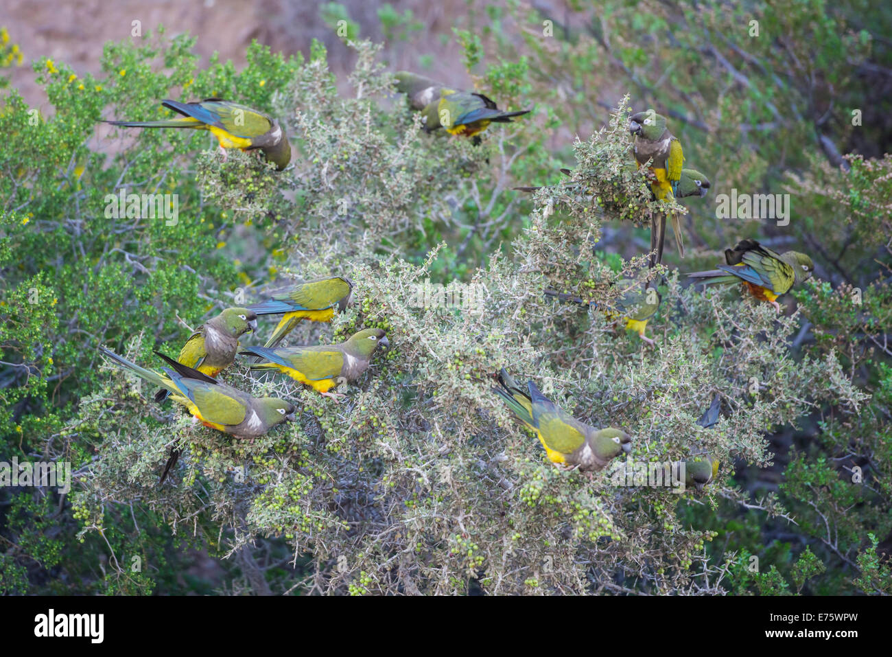 Burrowing parakeets hi-res stock photography and images - Alamy