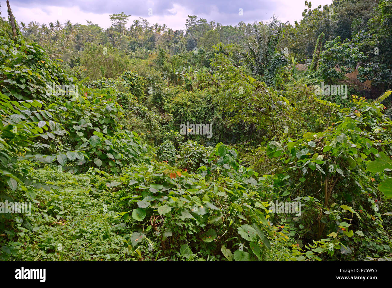 Rain forest in Ubud Monkey Forest, Ubud, Bali, Indonesia Stock Photo ...