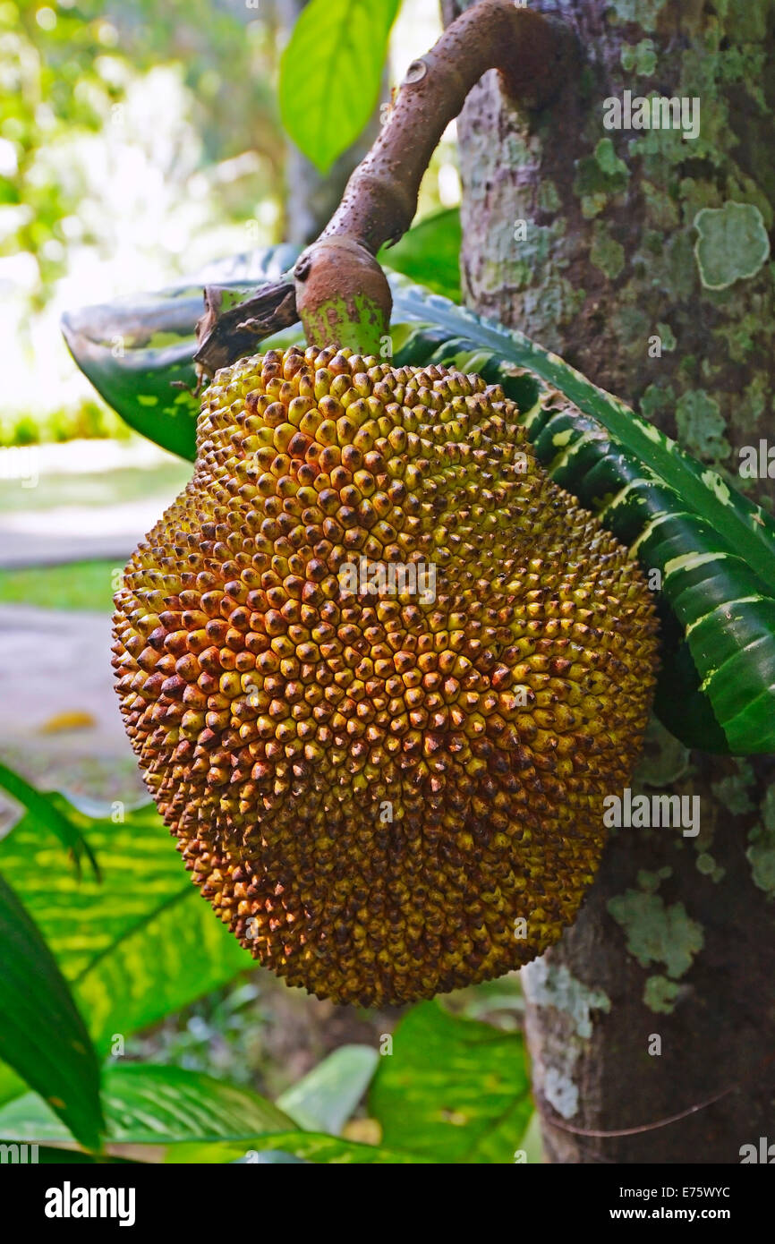 Durian tree hi-res stock photography and images - Alamy