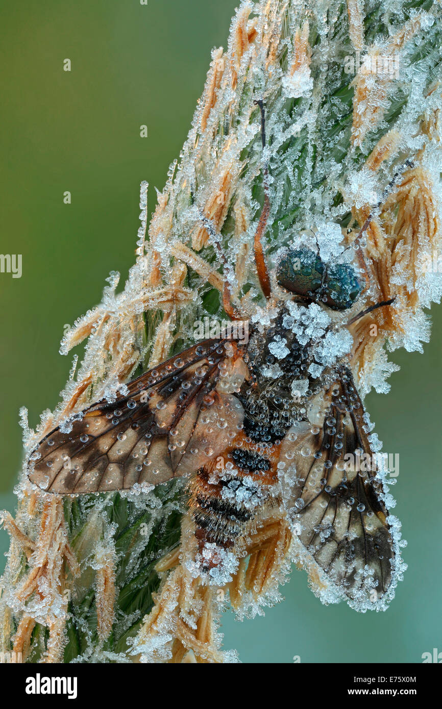 Ibis Fly (Atherix ibis), with hoarfrost ice crystals, Hesse, Germany ...