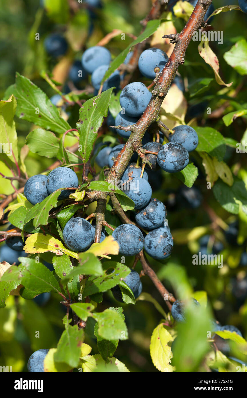 Ripe sloes (Prunus spinosa) on branch, Bavaria, Germany Stock Photo - Alamy