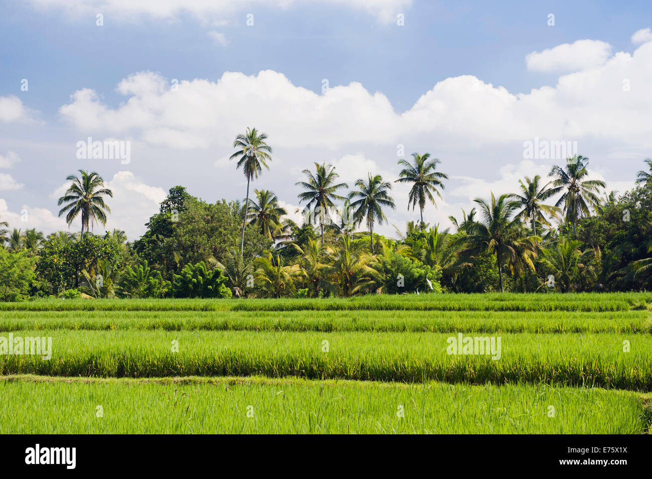 Coconut field hi-res stock photography and images - Alamy