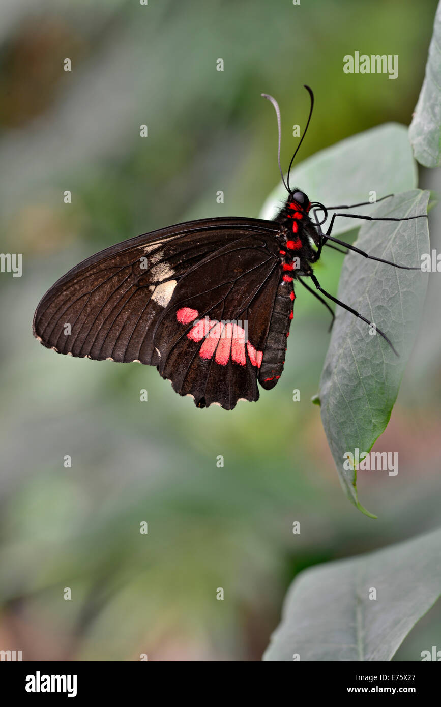 Lysander Cattleheart (Parides lysander), native to Guiana, butterfly ...