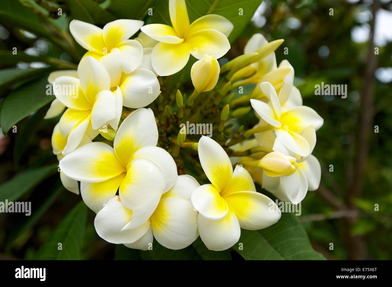 Frangipani (Plumeria sp.), flower, La Palma, Canary Islands, Spain ...