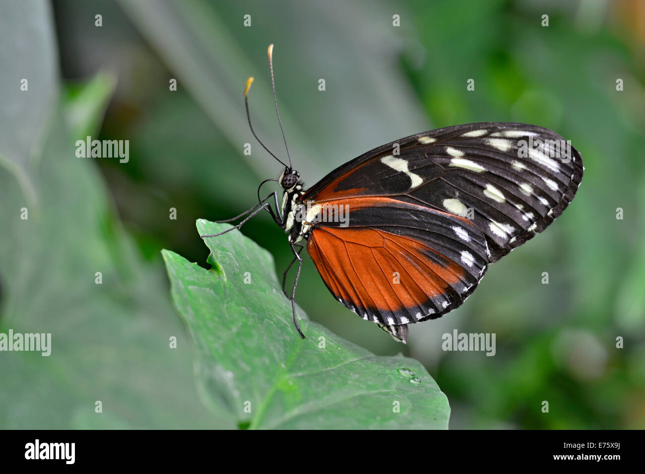 Five-spotted Longwing (Heliconius hecalesia), native to Colombia ...