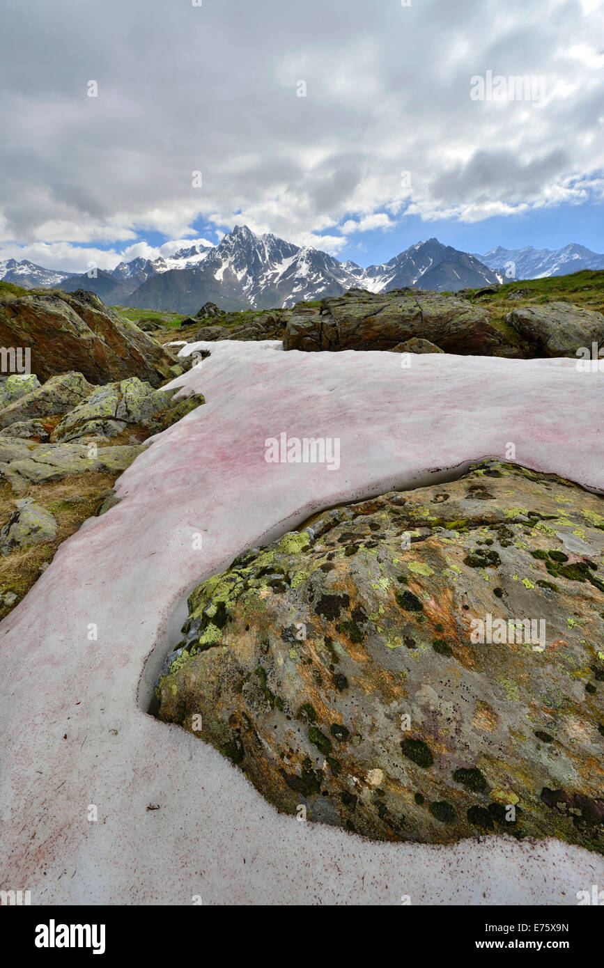 Chlamydomonas Nivalis Watermelon Snow High Resolution Stock Photography ...