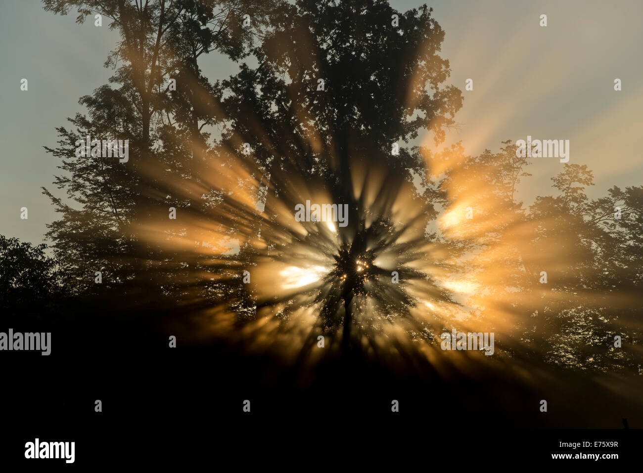 Light behind trees hi-res stock photography and images - Alamy