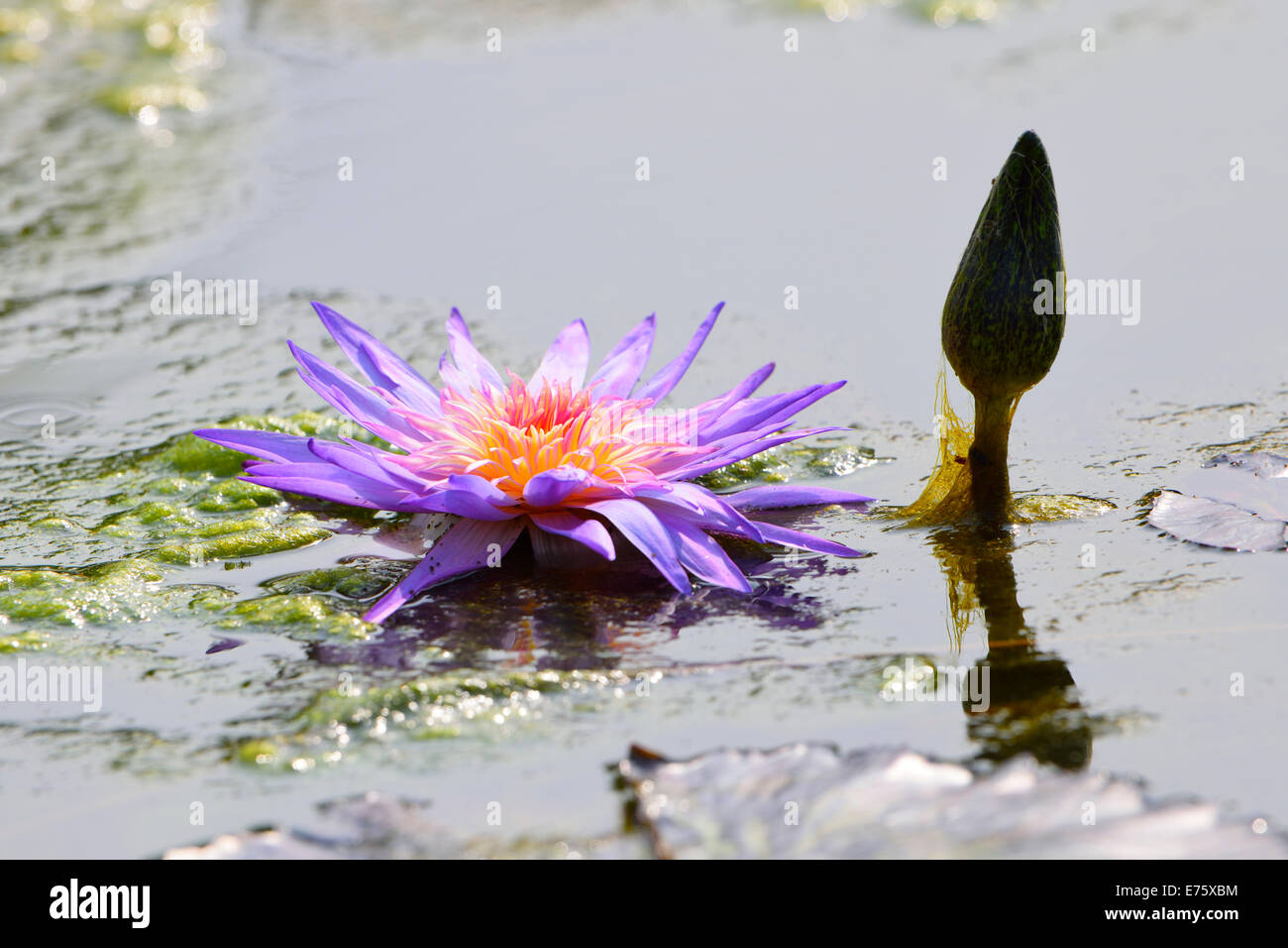 Nymphaea stellata hi-res stock photography and images - Alamy