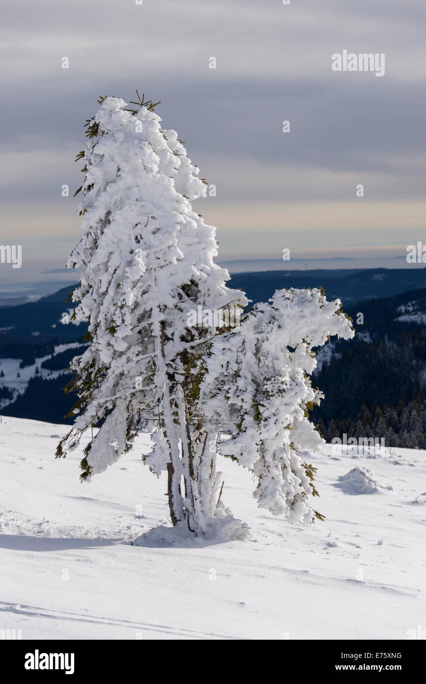 Frosty fir tree hi-res stock photography and images - Alamy