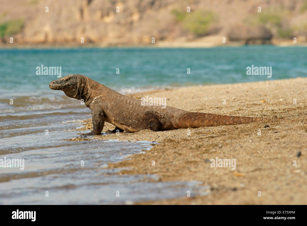 Komodo dragon full body hi-res stock photography and images - Alamy
