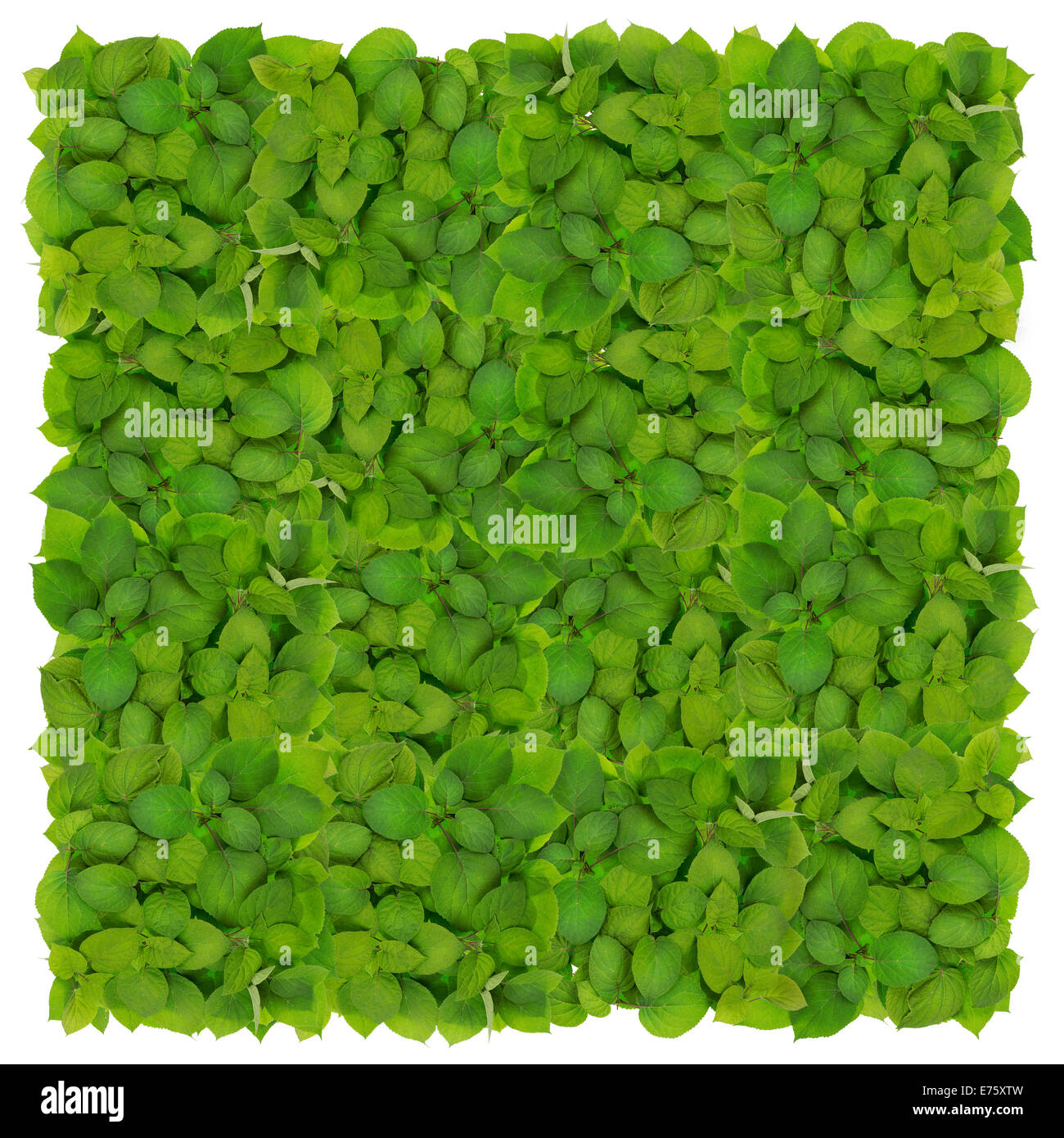 Collage from green leaves hi-res stock photography and images - Alamy