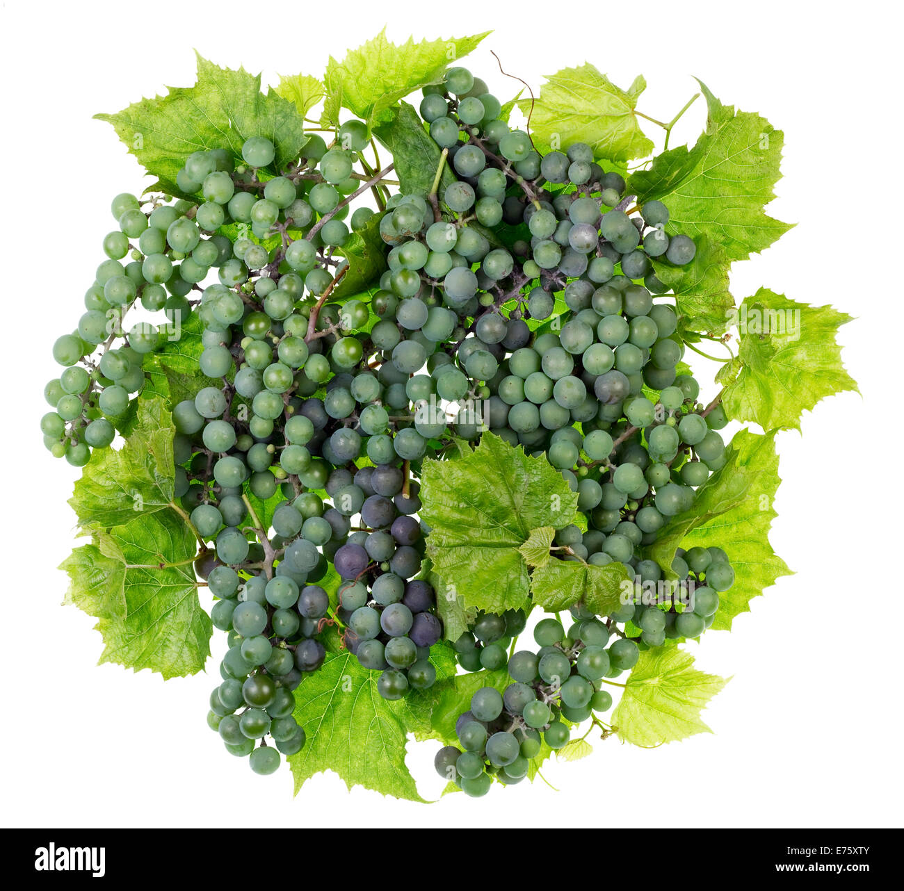 The sphere - ball -is made of young green sweet grapes. Isolated Stock ...