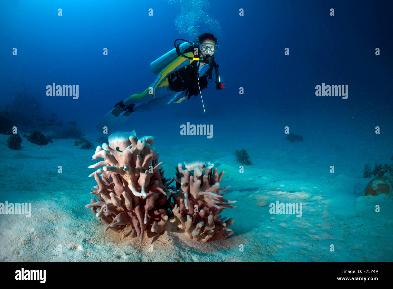 Sponge porifera philippines hi-res stock photography and images - Alamy