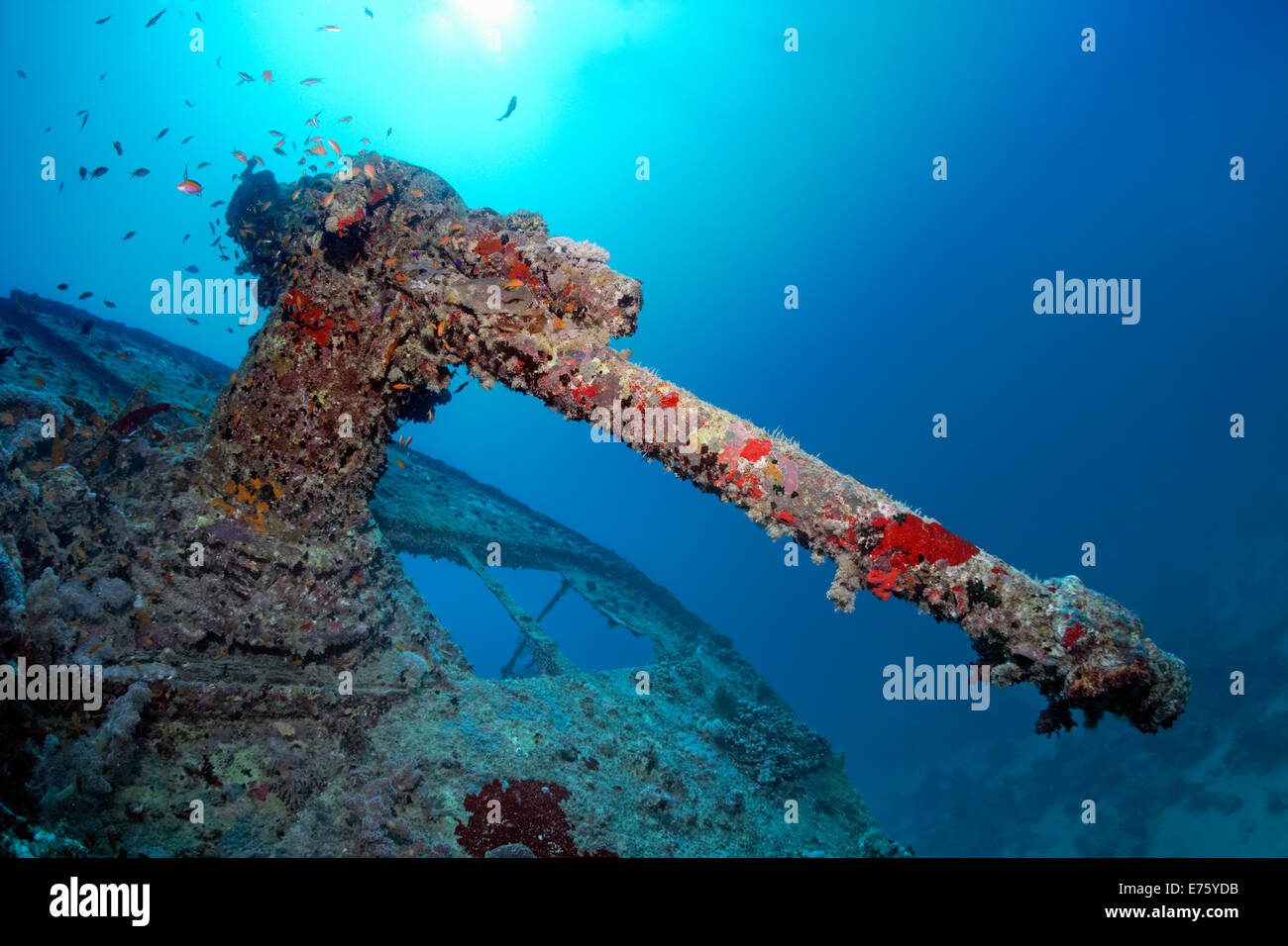 Heavy machine gun, shipwreck of the SS Thistlegorm, Red Sea, Shaab Ali ...