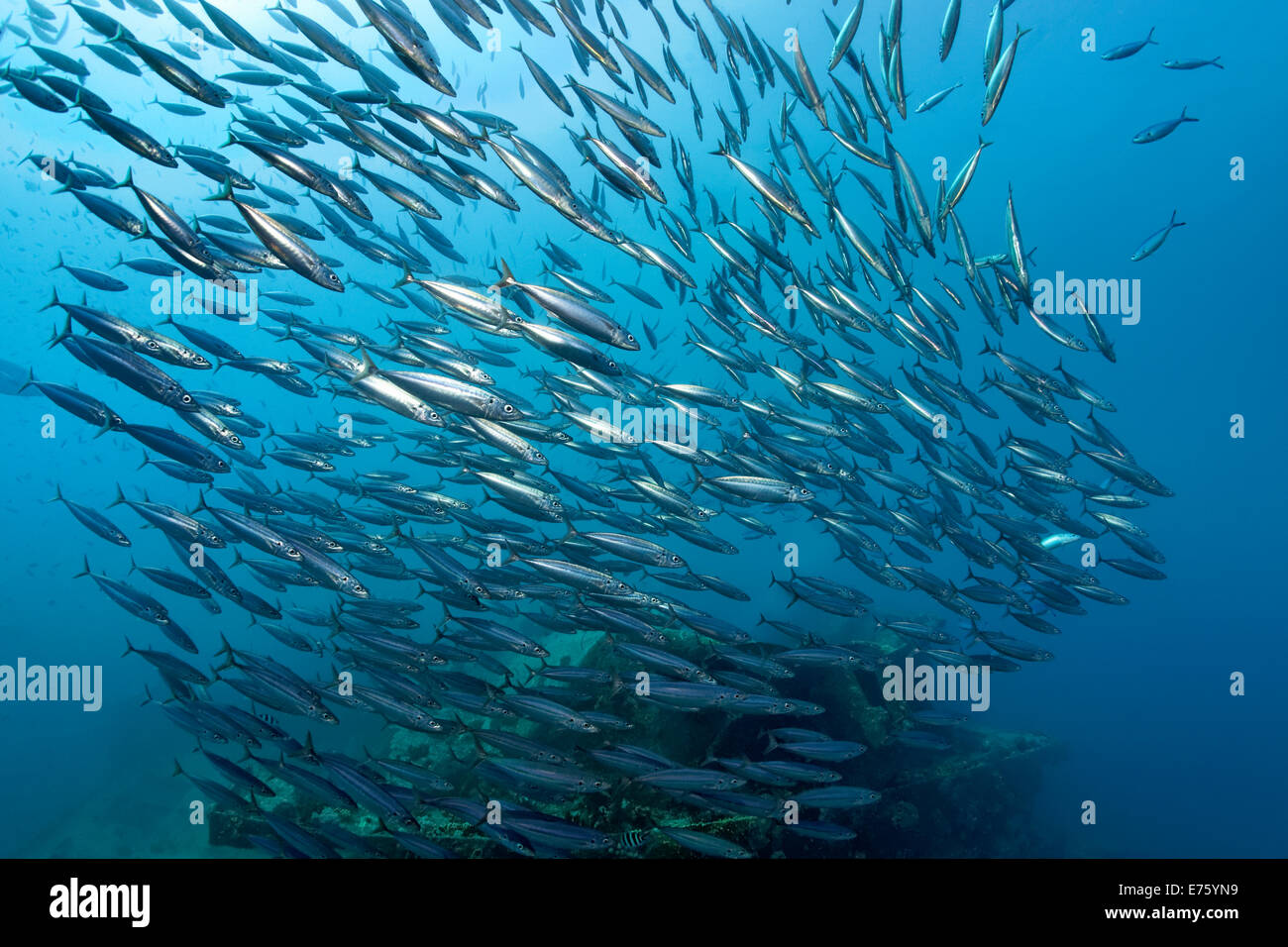 Roughear scad hi-res stock photography and images - Alamy
