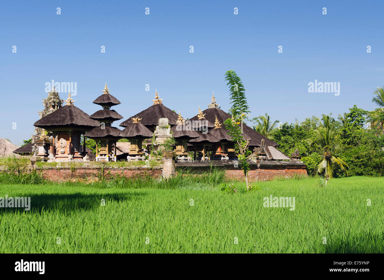 Temple in the rice field, Ubud, Bali, Indonesia Stock Photo - Alamy